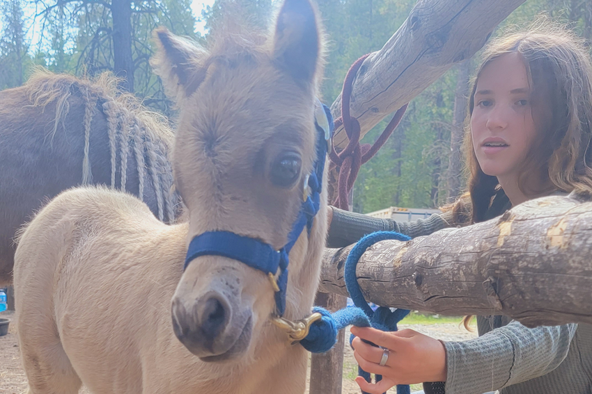 Meet the Team - Pony Go Round