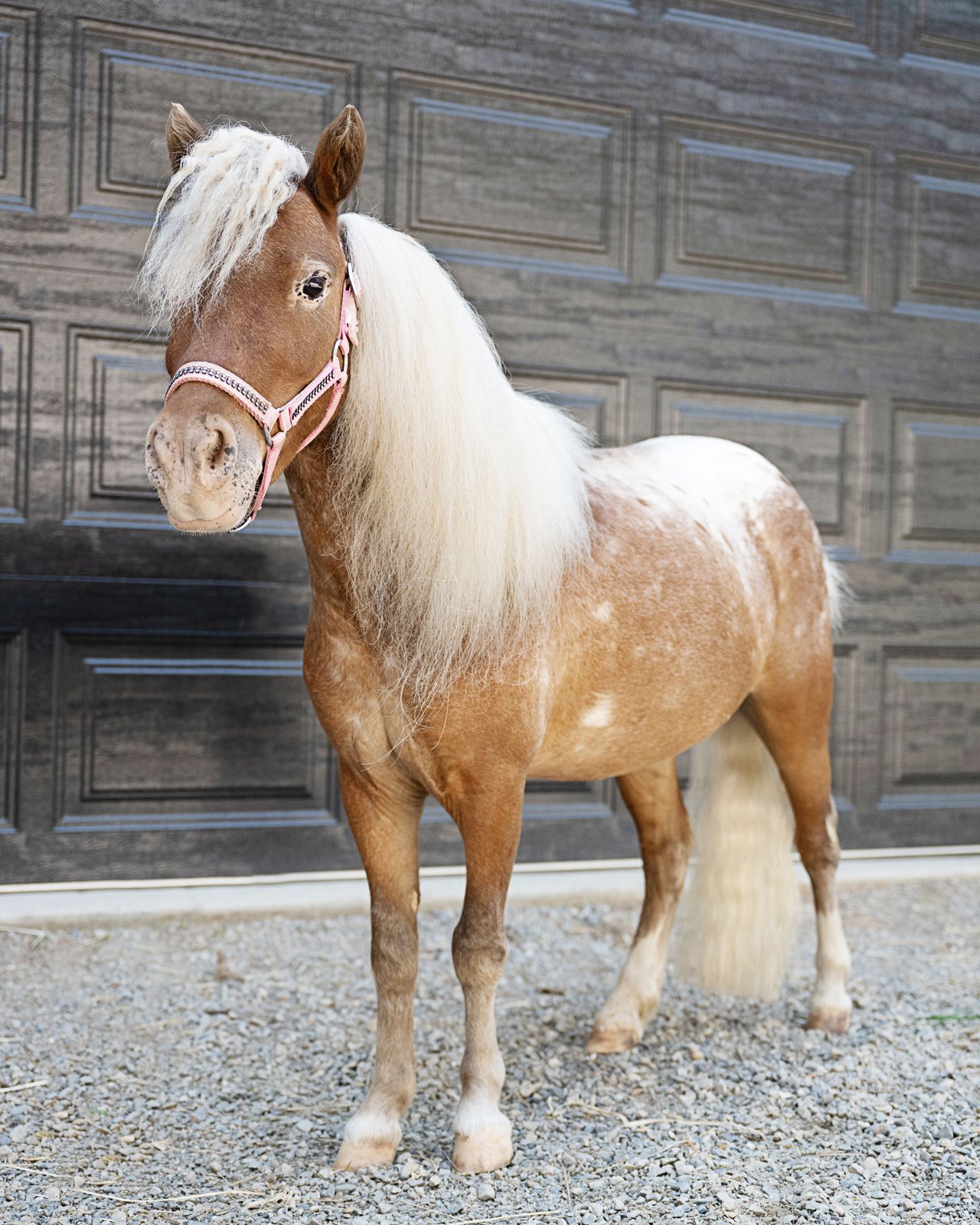Ponies - Pony Go Round